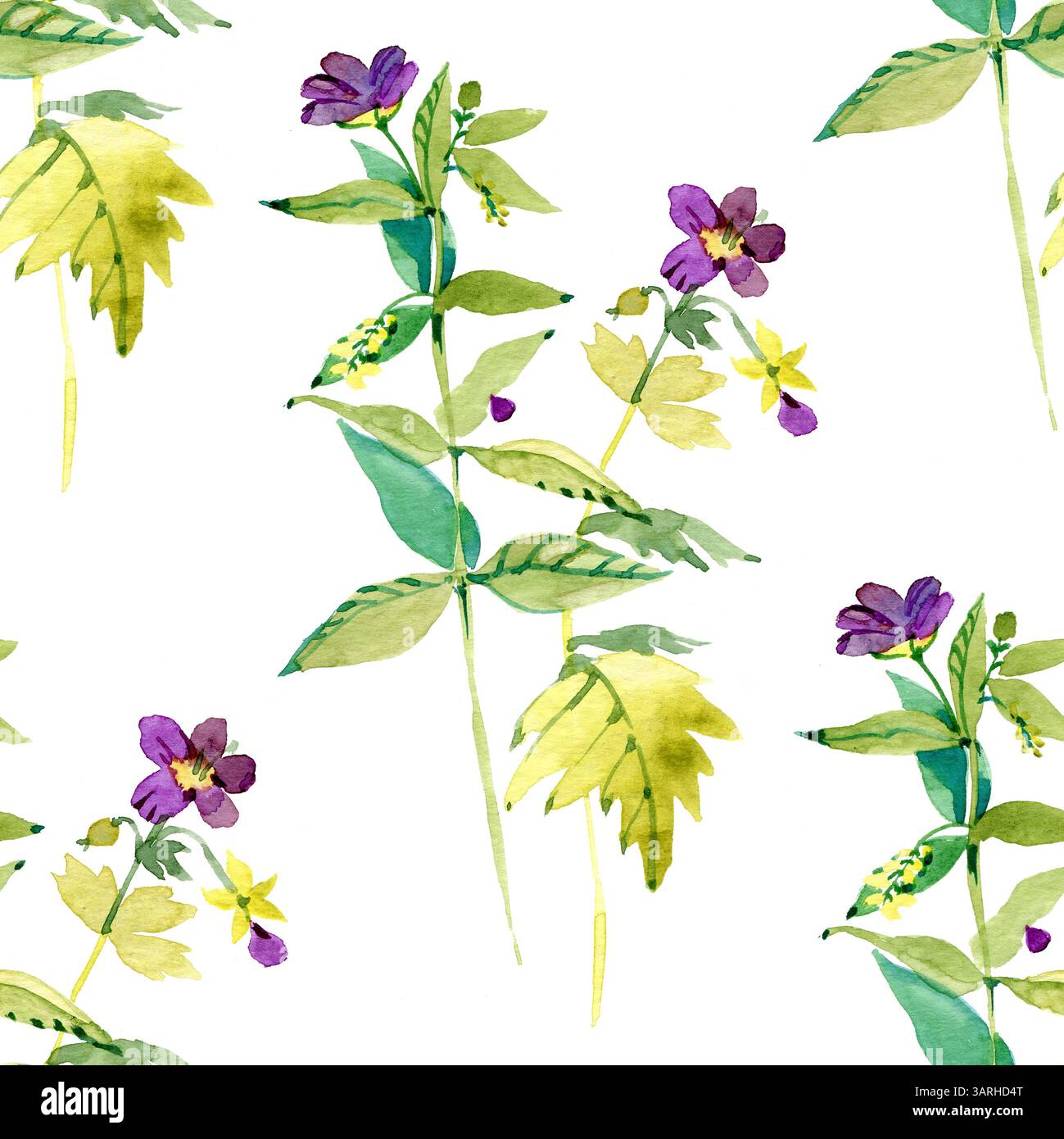 North America Wetland Wildflower Virginia Meadow Beauty Rhexia ...