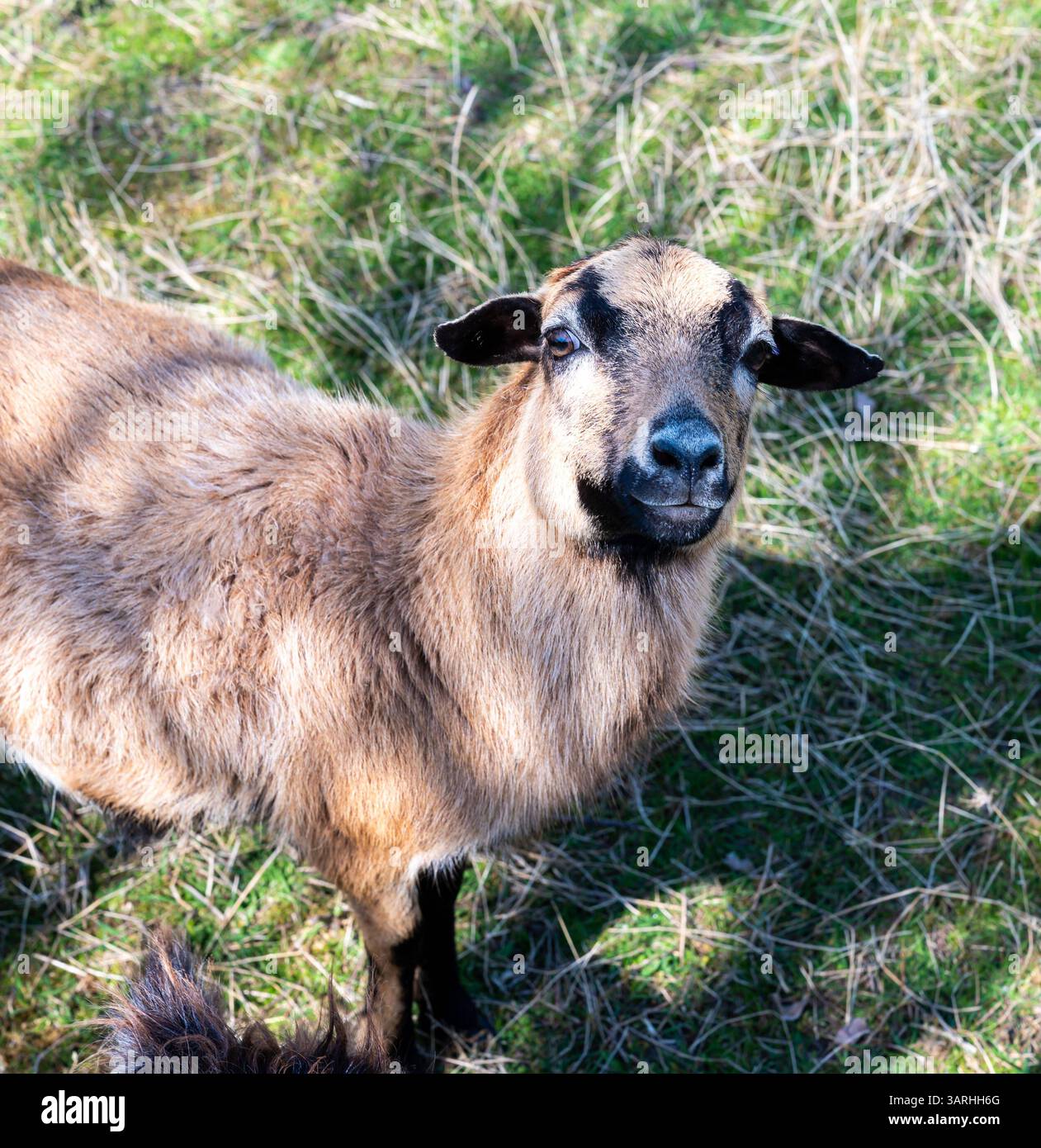 Young brown sheep looking up in green garden, Kluisbergen, East Flemish ...