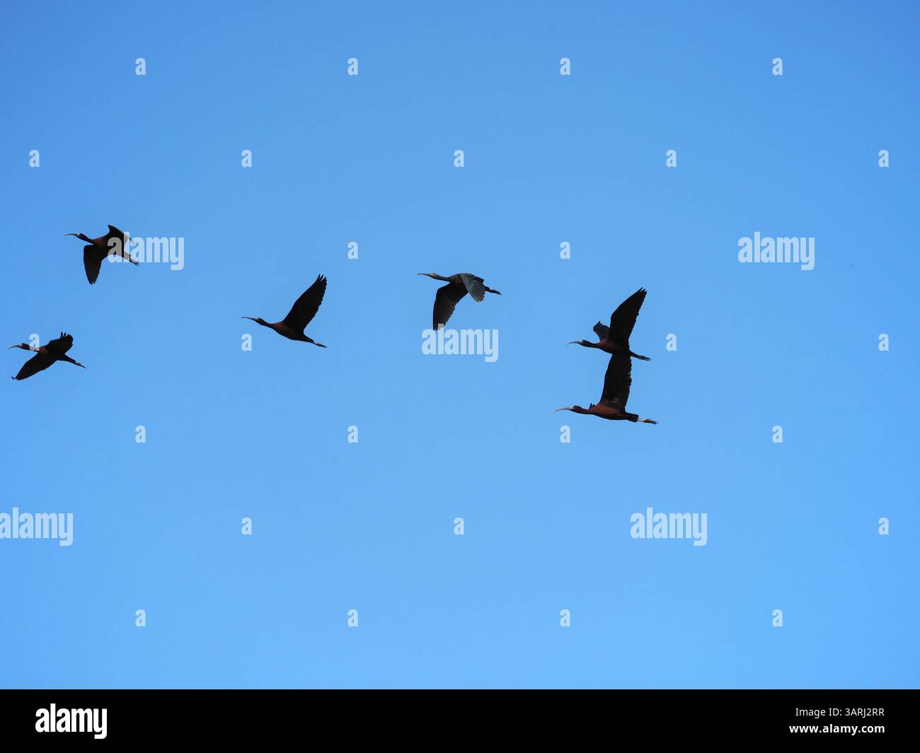A Flock of Glossy Ibises (Plegadis falcinellus) Soaring Through a Clear ...