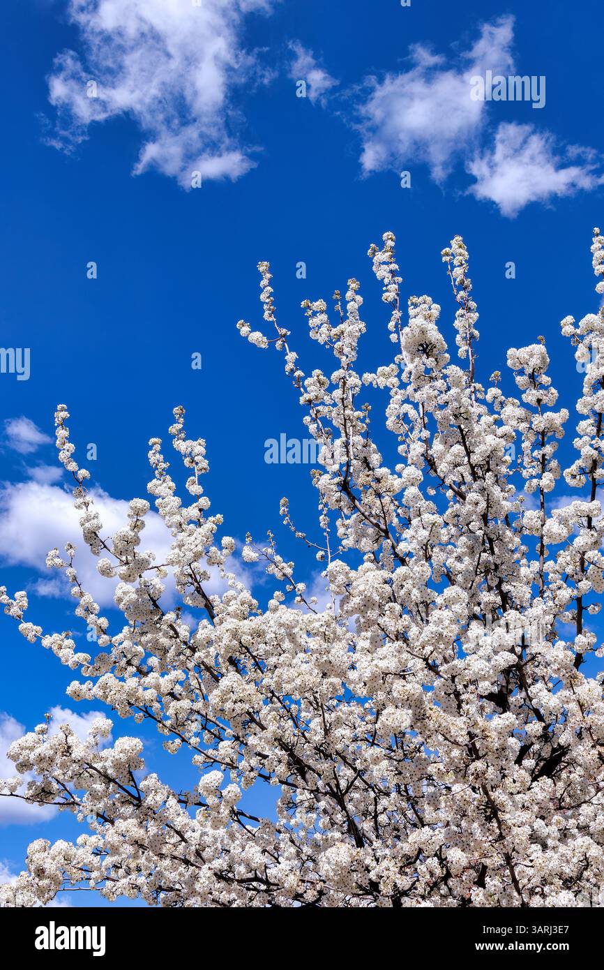 The Callery pear tree in full bloom Stock Photo - Alamy