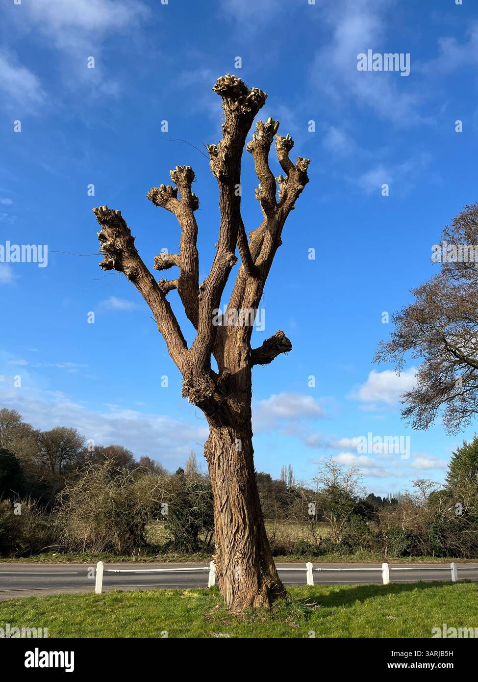 Roadside pollarded willow tree against a blue sky with fluffy clouds ...