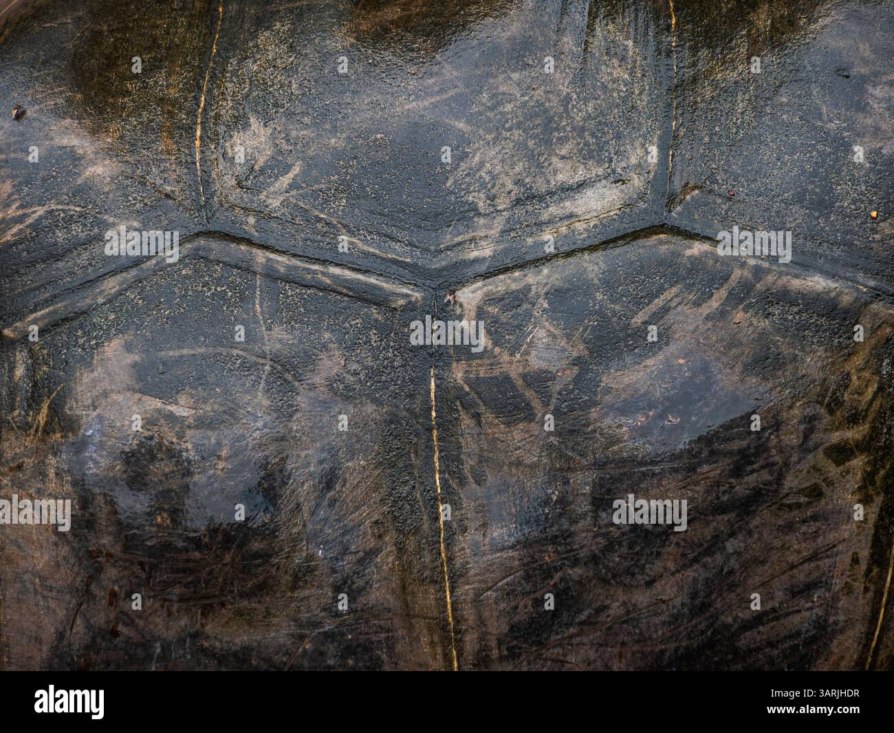 close up view of the shell texture of the Seychelles turtle ...