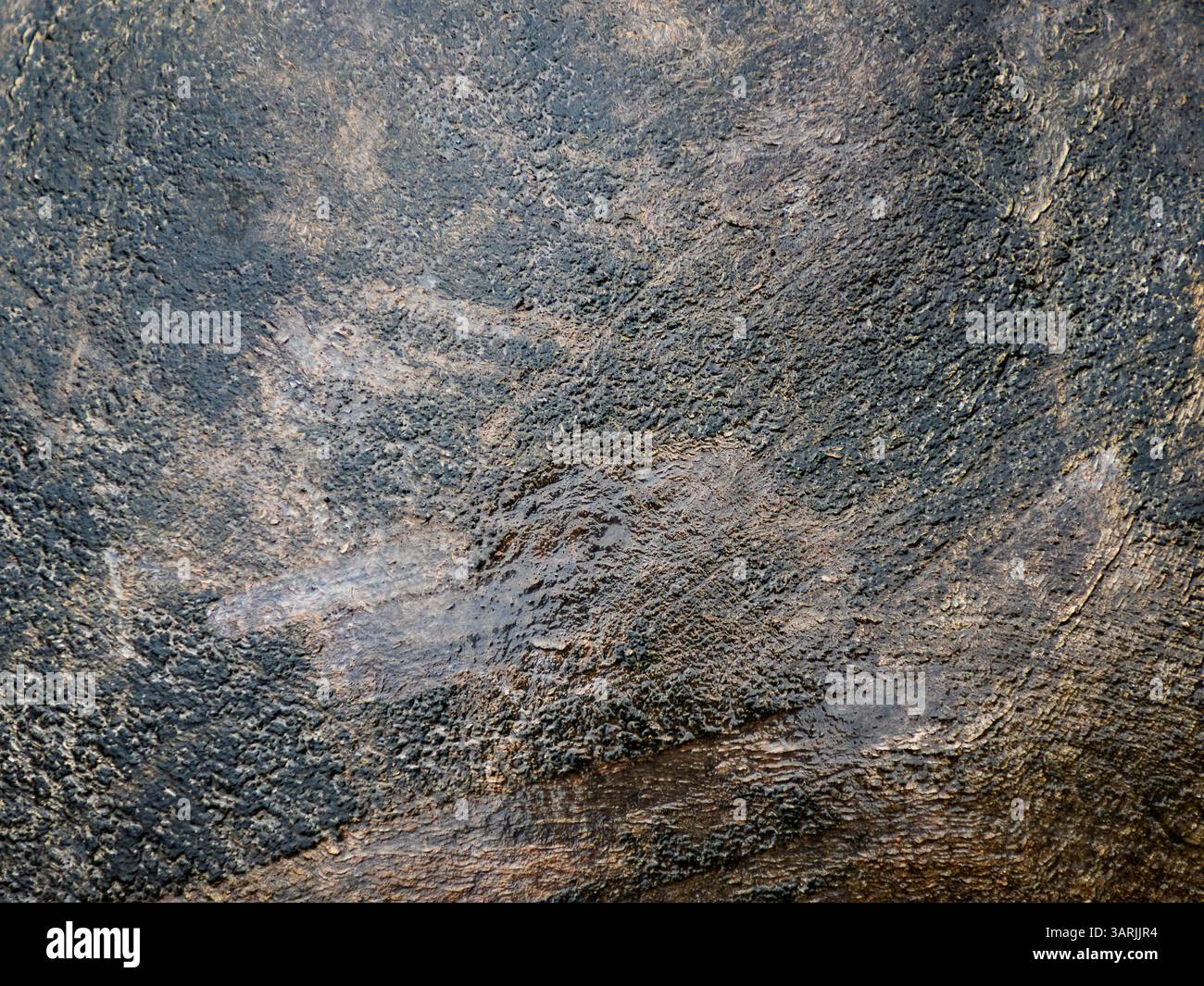 close up view of the shell texture of the Seychelles turtle ...