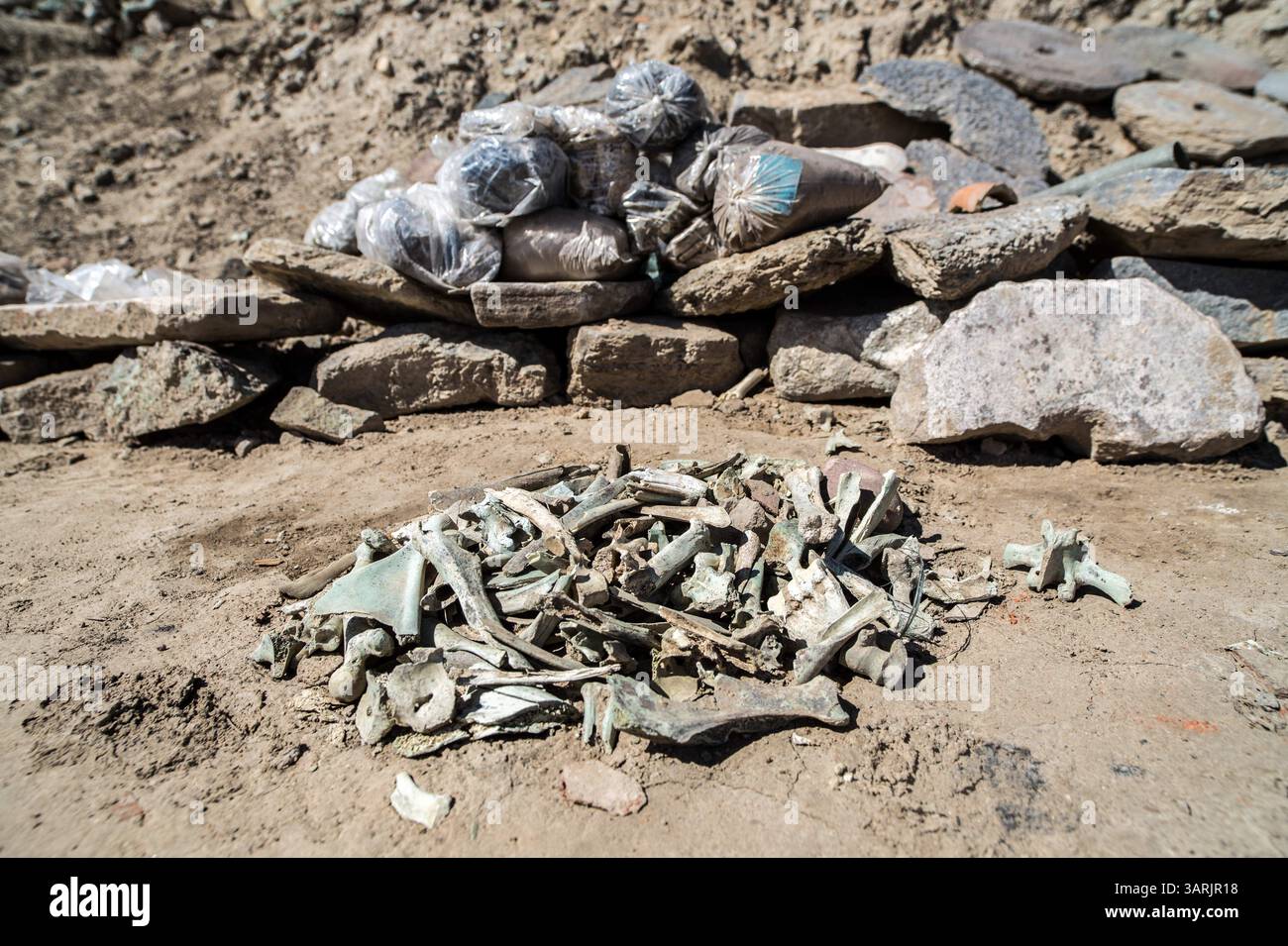 March 4, 2013 - Logar Province, AFG - Animal bones recovered from the ...