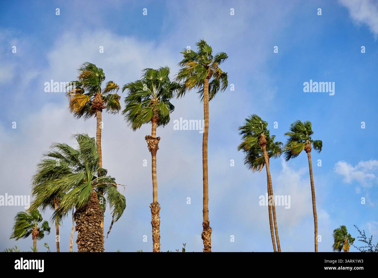 March 6, 2025, Palm Springs, California, USA: Tall palm trees sway in ...