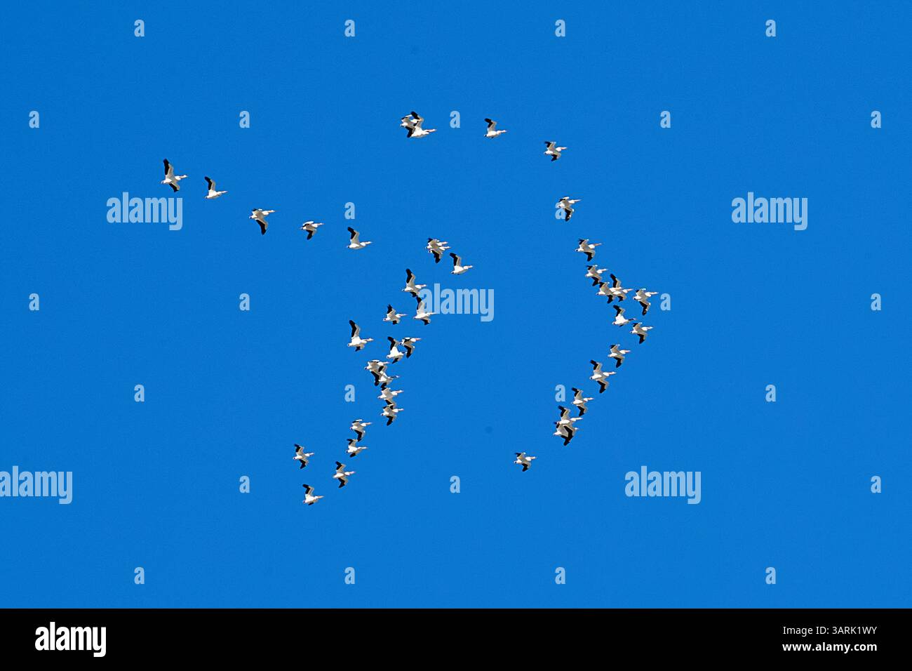 Palm Springs, California, USA. 3rd Mar, 2025. A flock of American White ...