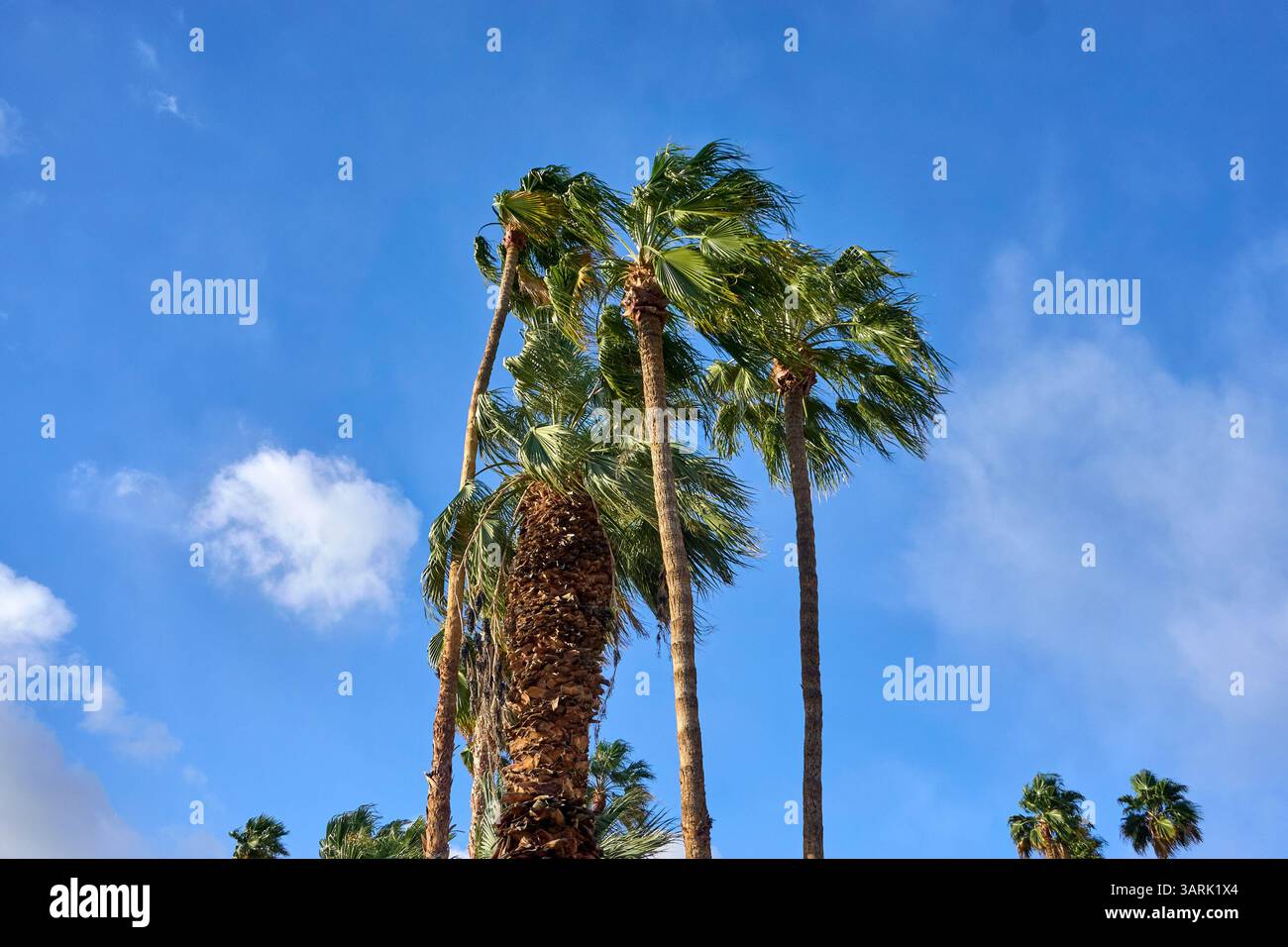 March 6, 2025, Palm Springs, California, USA: Tall palm trees sway in ...