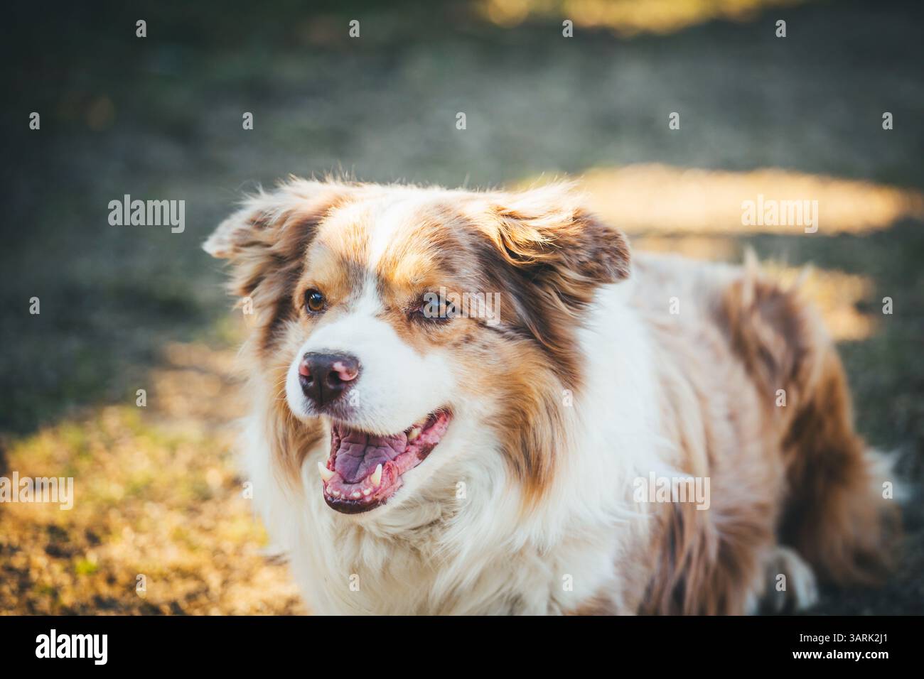 Show line border collie hi-res stock photography and images - Alamy