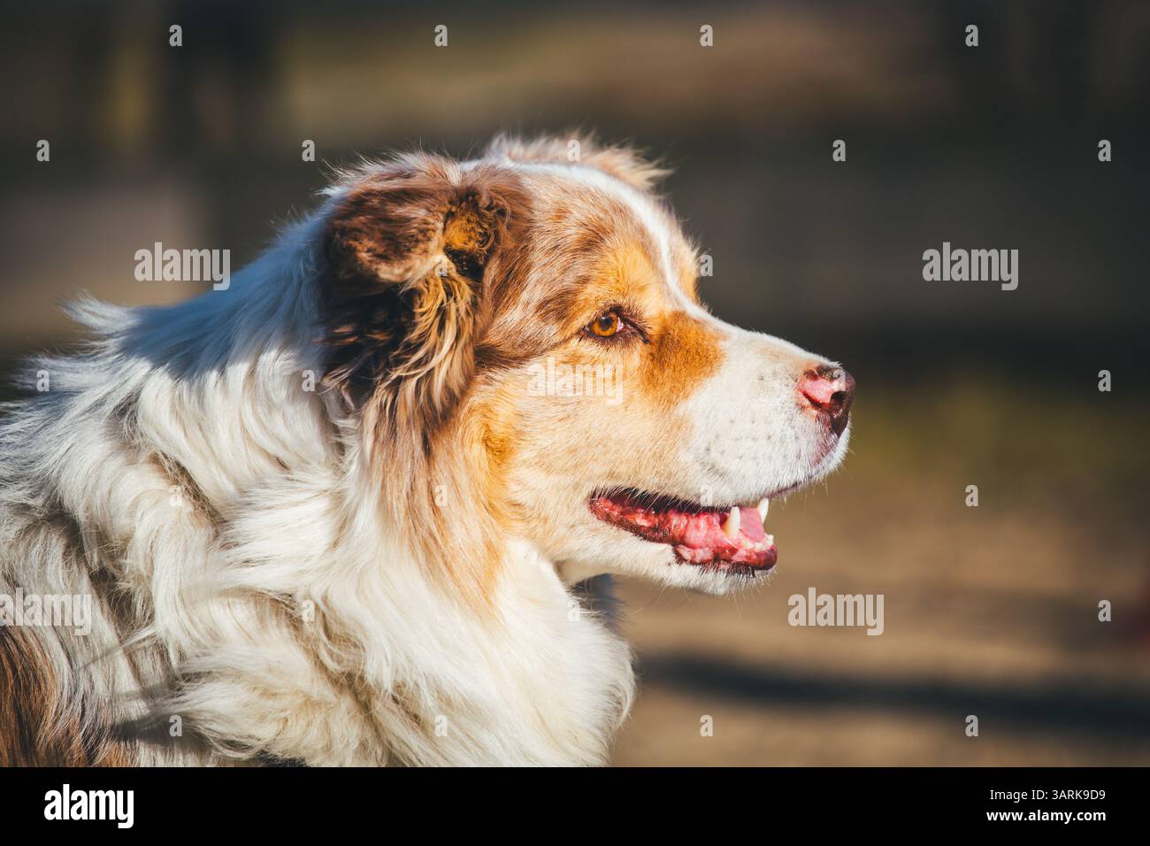 Show line border collie hi-res stock photography and images - Alamy