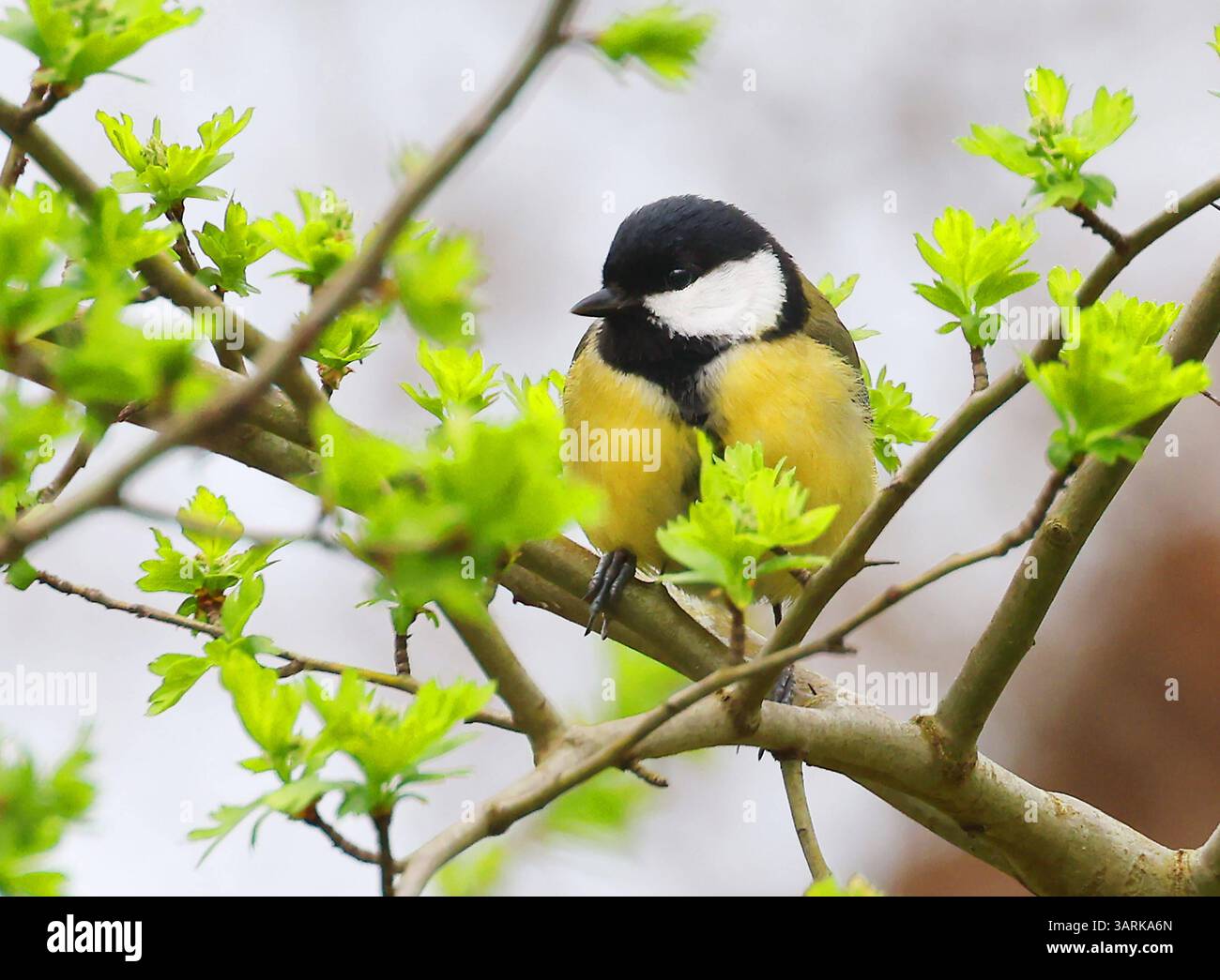 15.04.2025 Sachsen Anhalt Sachsen-Anhalt Halle Saale Aves Vogel Vögel ...