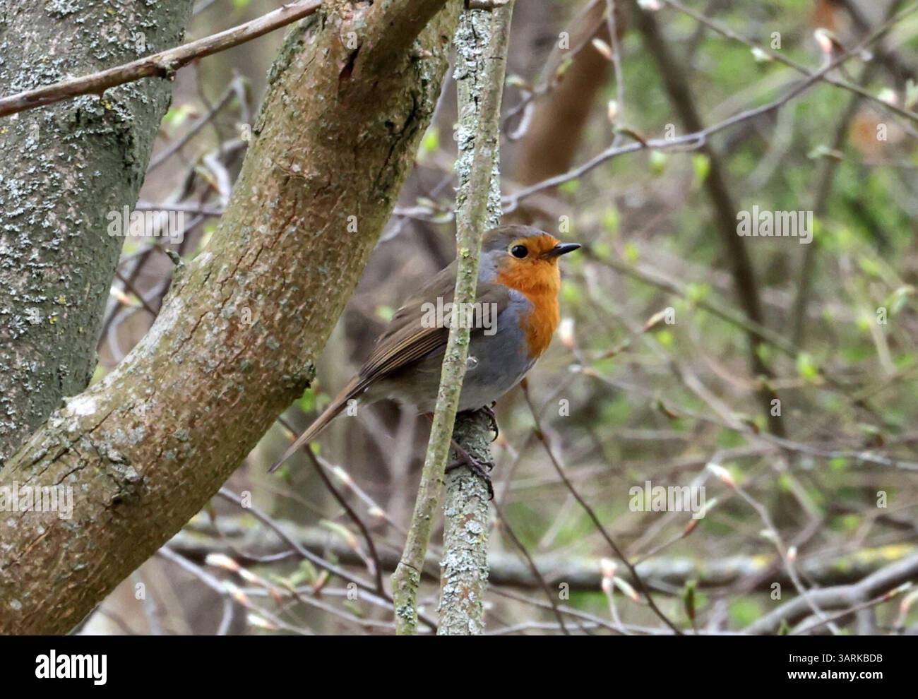 5.04.2025 Sachsen Anhalt Sachsen-Anhalt Halle Saale Aves Vogel Vögel ...