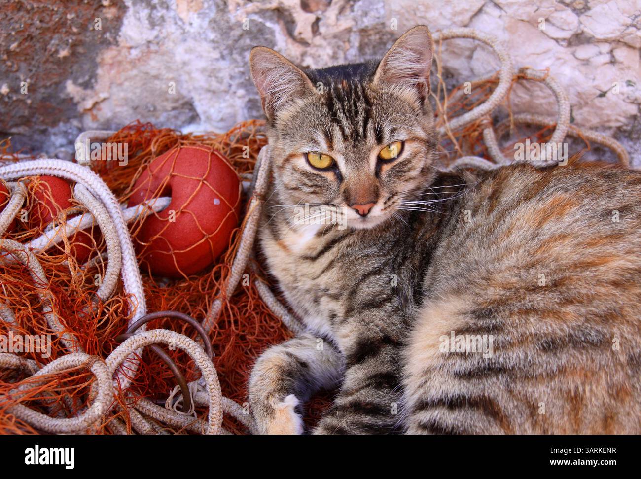 Beautiful stray striped tabby cat resting on fishing nets. Dubrovnik ...