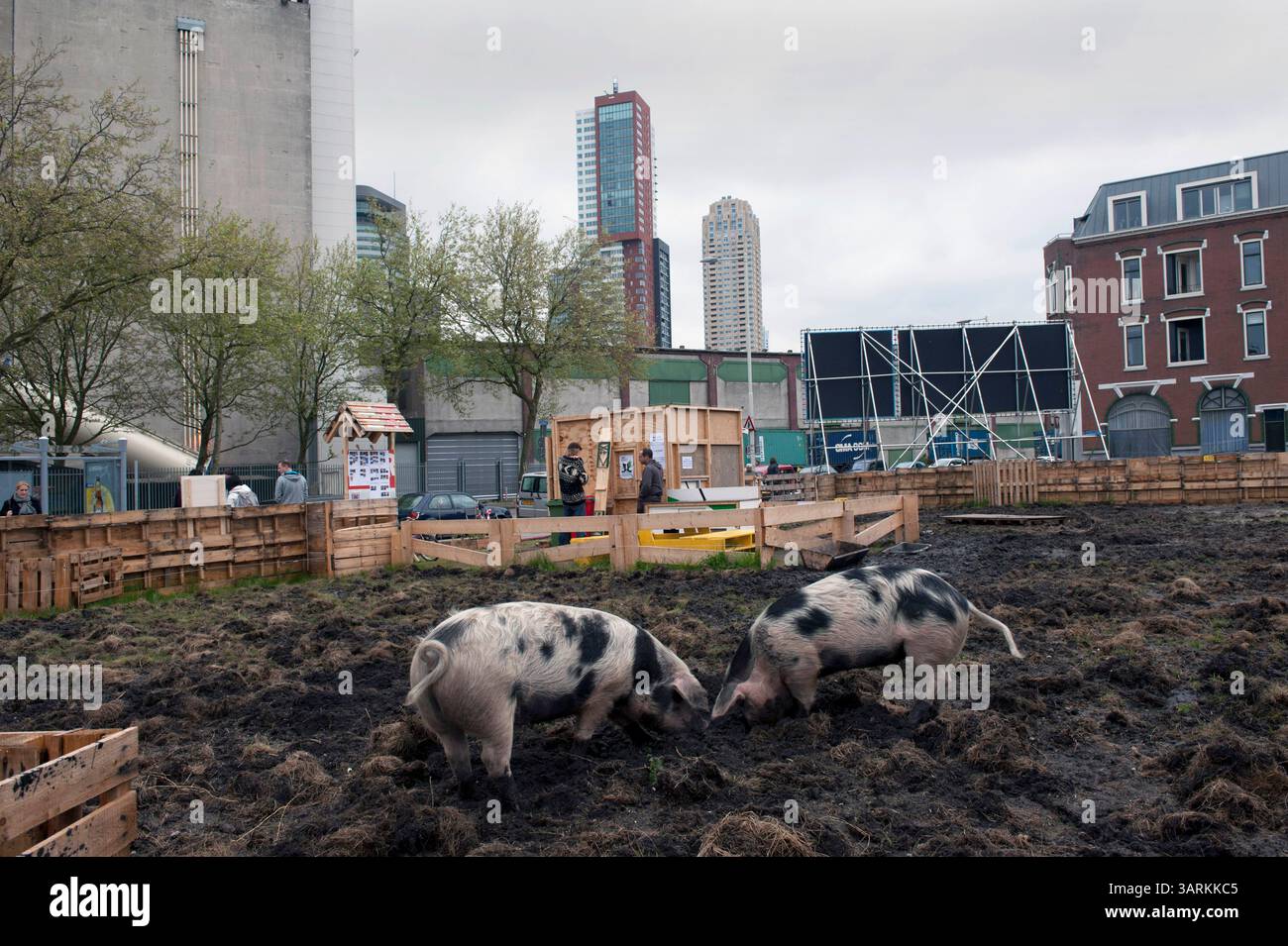 May 18, 2013 - Rotterdam, The Netherlands - The Pigs House is a place ...