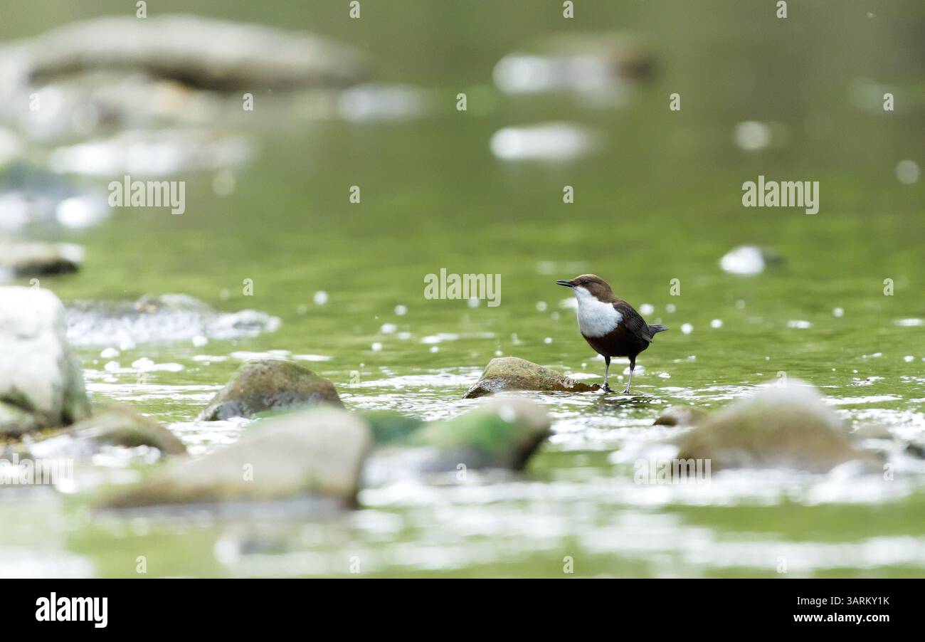 Cinclus cinclus aka White-throated dipper perched on the stone in river ...