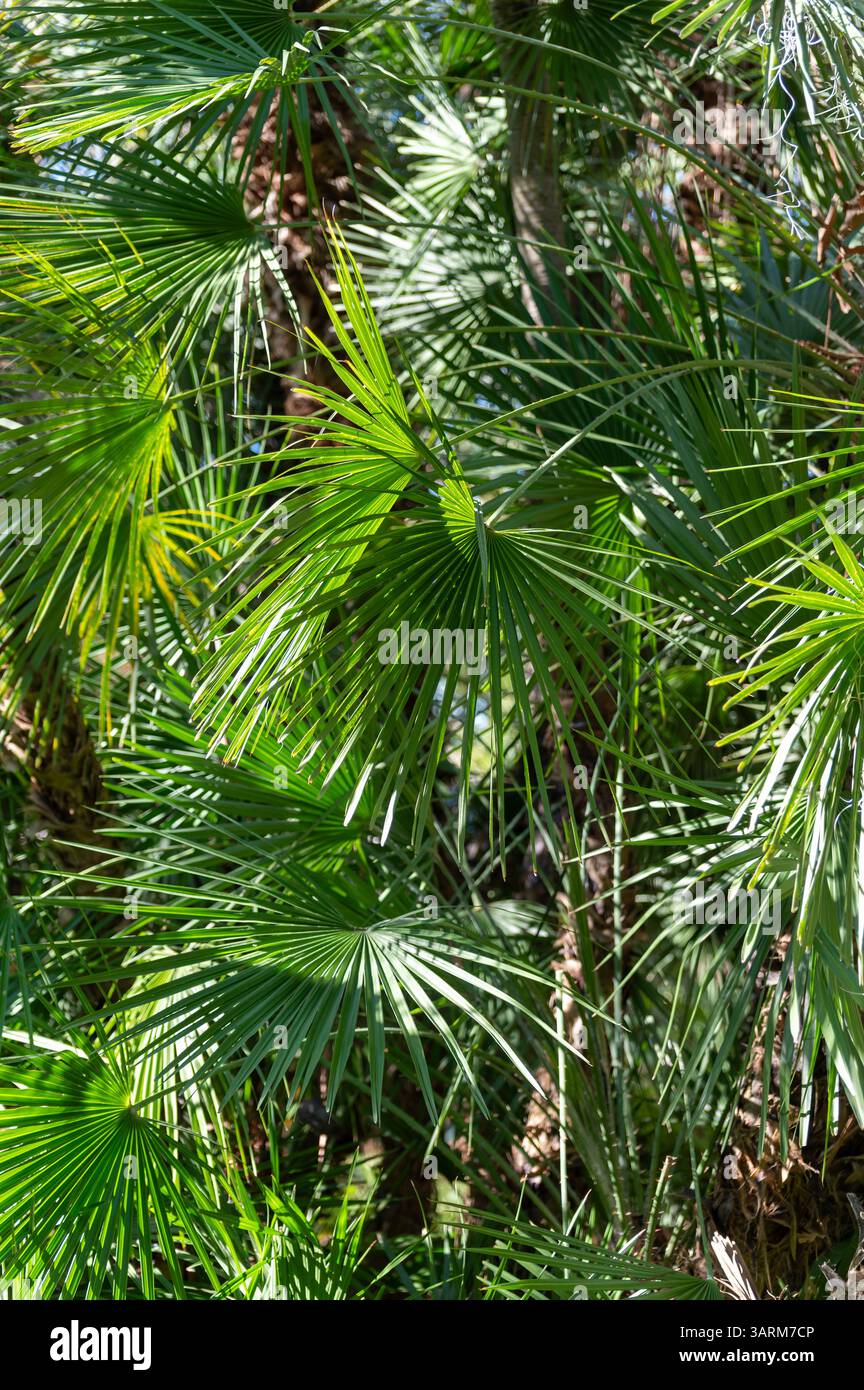 Palmera abanico palm fan leaves tree with black dates fruit from China ...