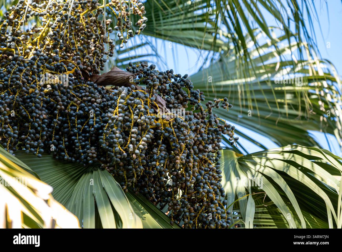 Palmera abanico palm fan leaves tree with black dates fruit from China ...
