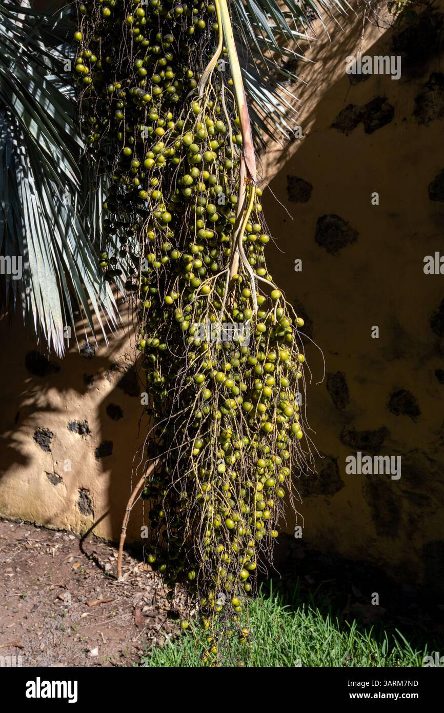 Palmera abanico palm fan leaves tree with black dates fruit from China ...