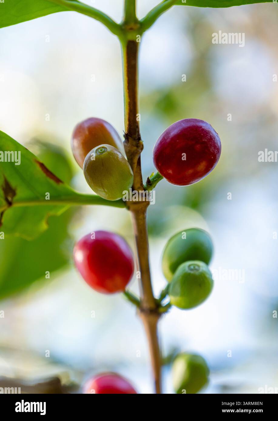 Arabica coffee tree with green and red ripening coffee cherries berries ...