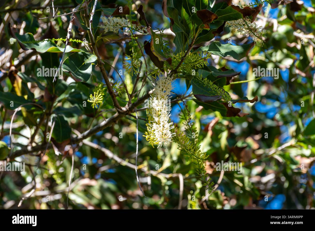Hard green Australian macadamia nuts hanging on branches on big tree on ...