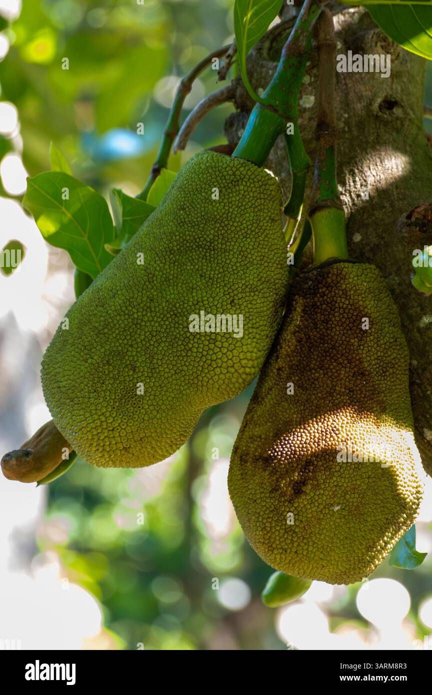 Jackfruit or jaca tree widely cultivated in tropical regions, India ...