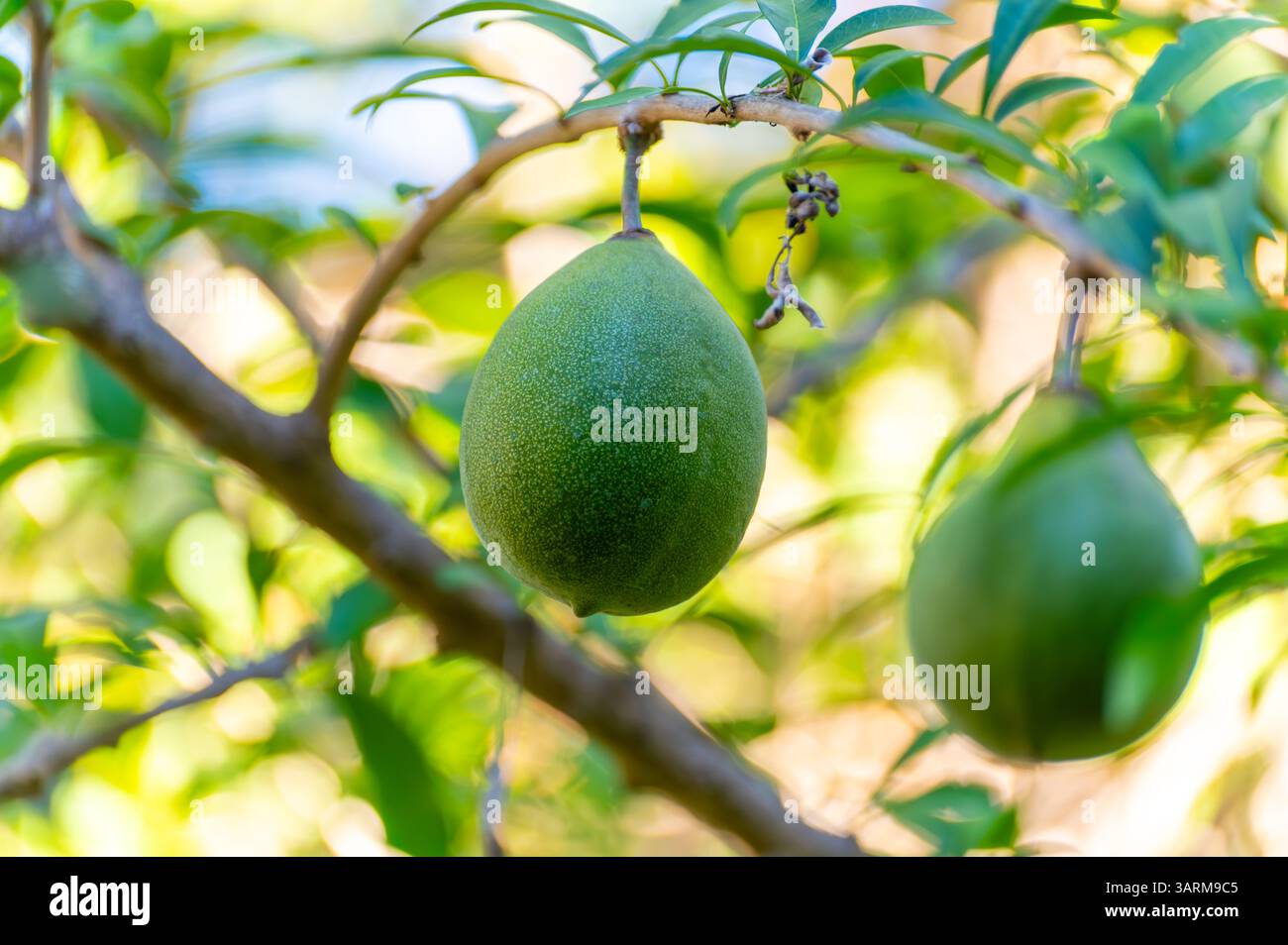 Green ripe fruits hanging on Crescentia cujete or calabash tree in ...