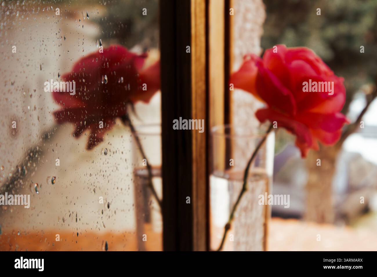 A single rose stands on a rain-streaked window sill, creating a ...