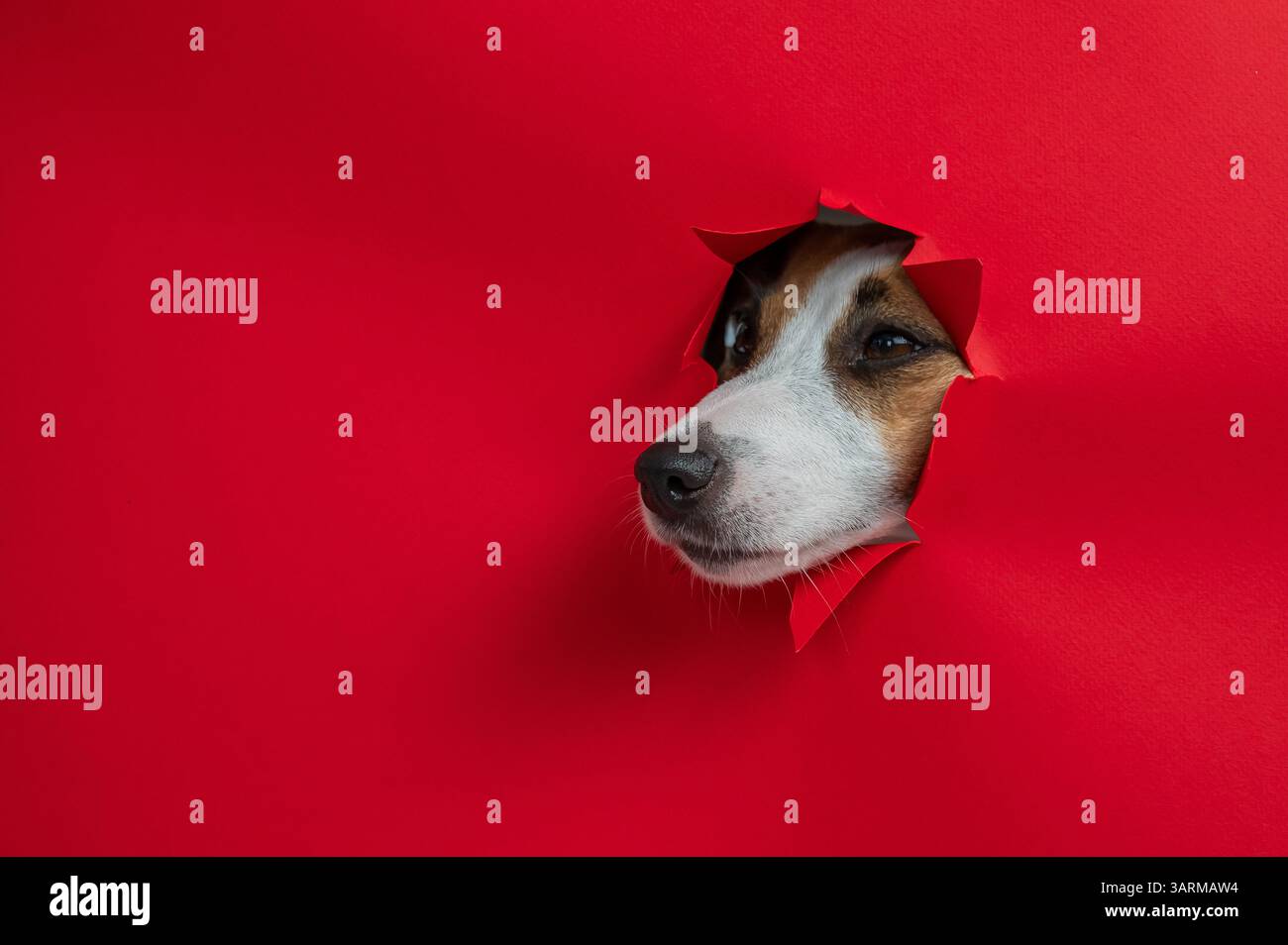 Funny Jack Russell Terrier dog sticks out through a red cardboard ...