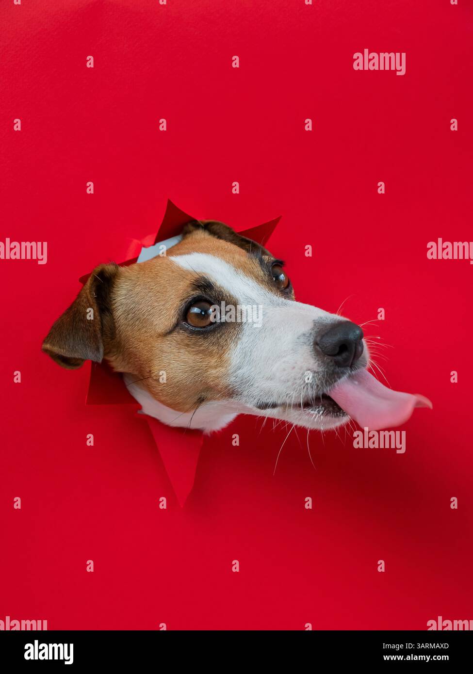 Funny dog licks his nose. Jack Russell Terrier head sticking out ...