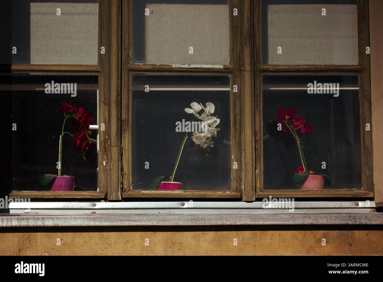 Orchids in window boxes display a natural beauty in the sunlight's ...