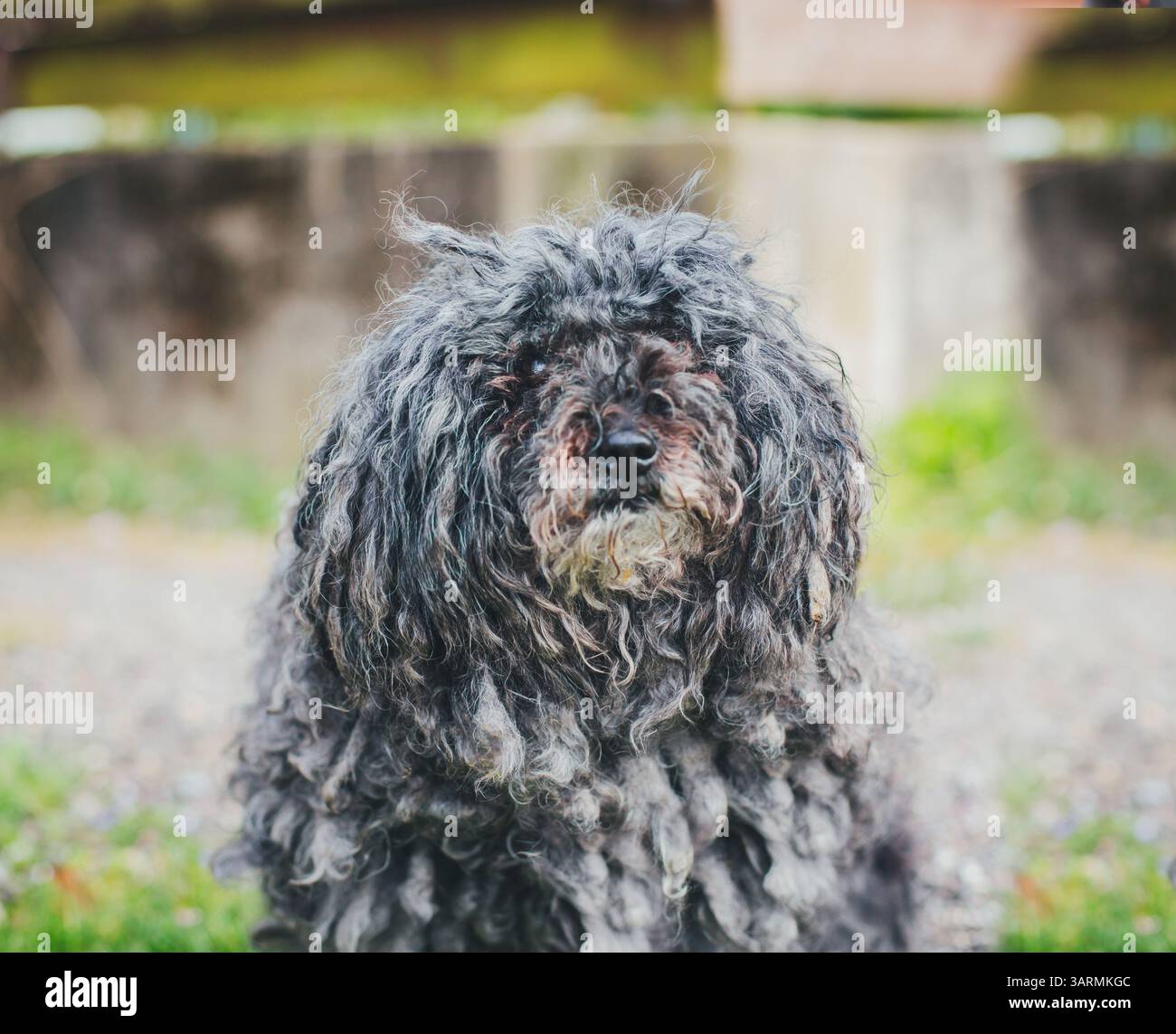 Puli sitting hi-res stock photography and images - Alamy