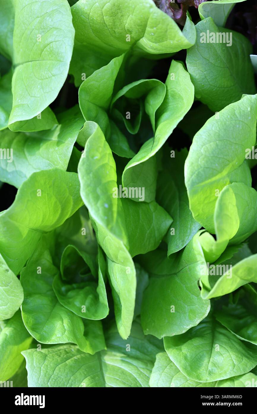 Natur 15.04.2024, Ostramondra, Gemuesepflanzen Kopfsalat Lactuca sativa ...
