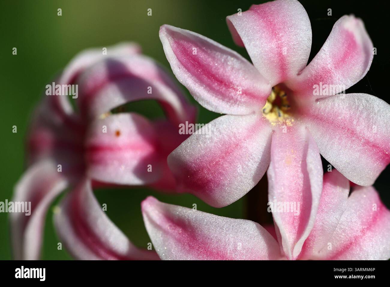 Natur 15.04.2024, Ostramondra, rosa Blueten der Hyazinthe Hyacinthus ...