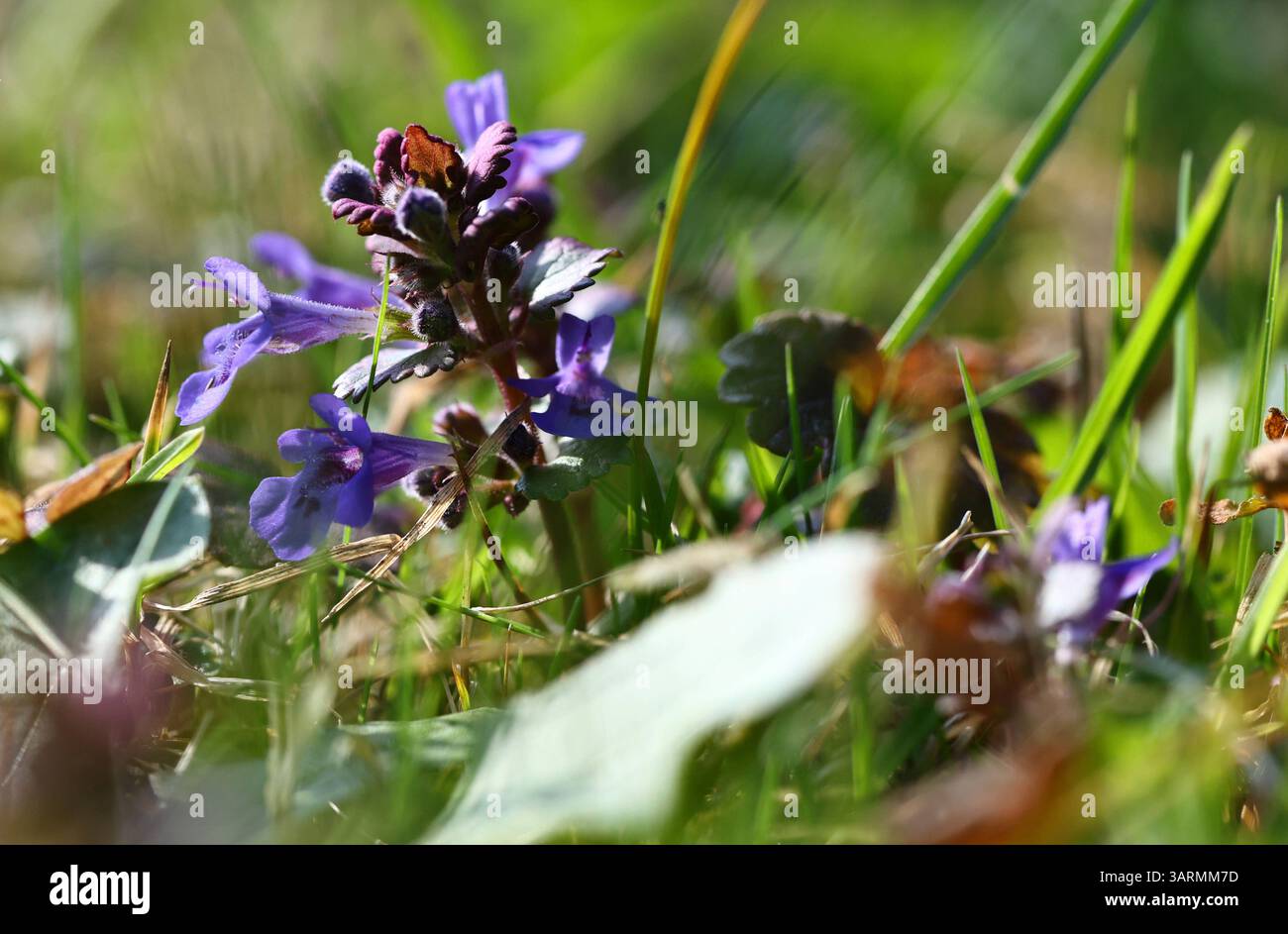 Natur 15.04.2024, Ostramondra, lila Blueten und dunkle Blaetter vom ...