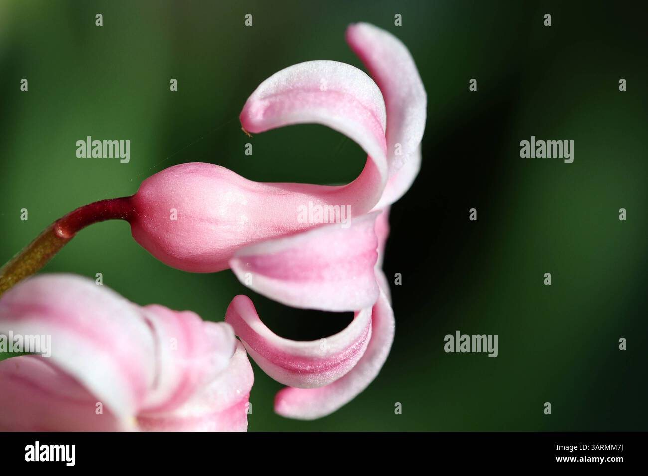 Natur 15.04.2024, Ostramondra, rosa Blueten der Hyazinthe Hyacinthus ...