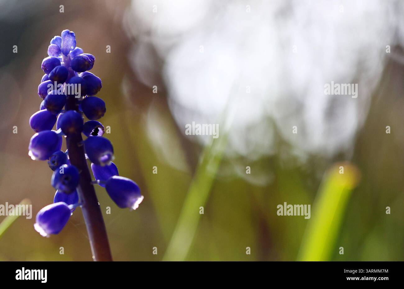 Natur 15.04.2024, Ostramondra, lila Bluete der Traubenhyazinthe Muscari ...