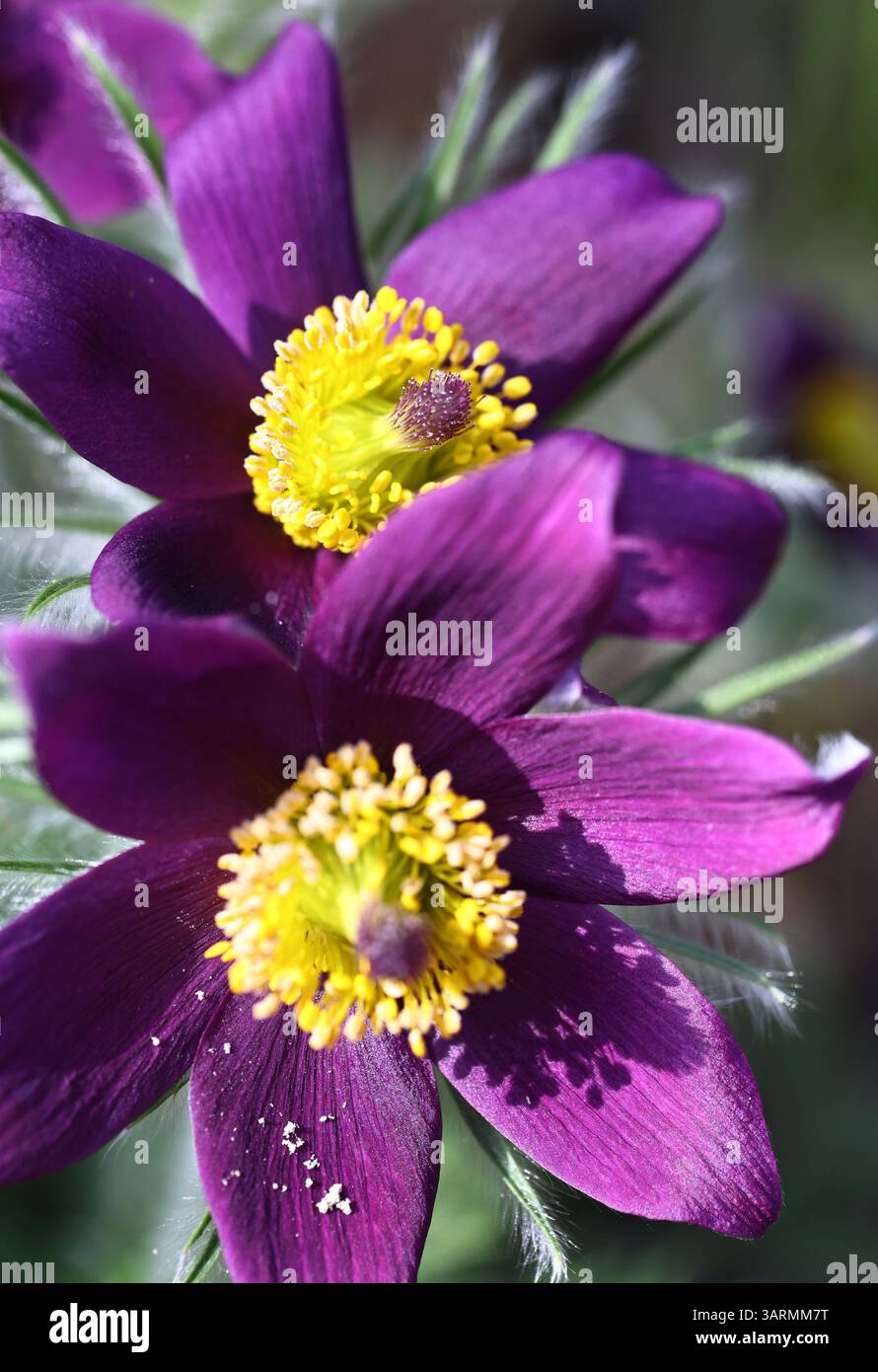 Natur 15.04.2024, Ostramondra, lila Blueten der Kuechenschelle ...