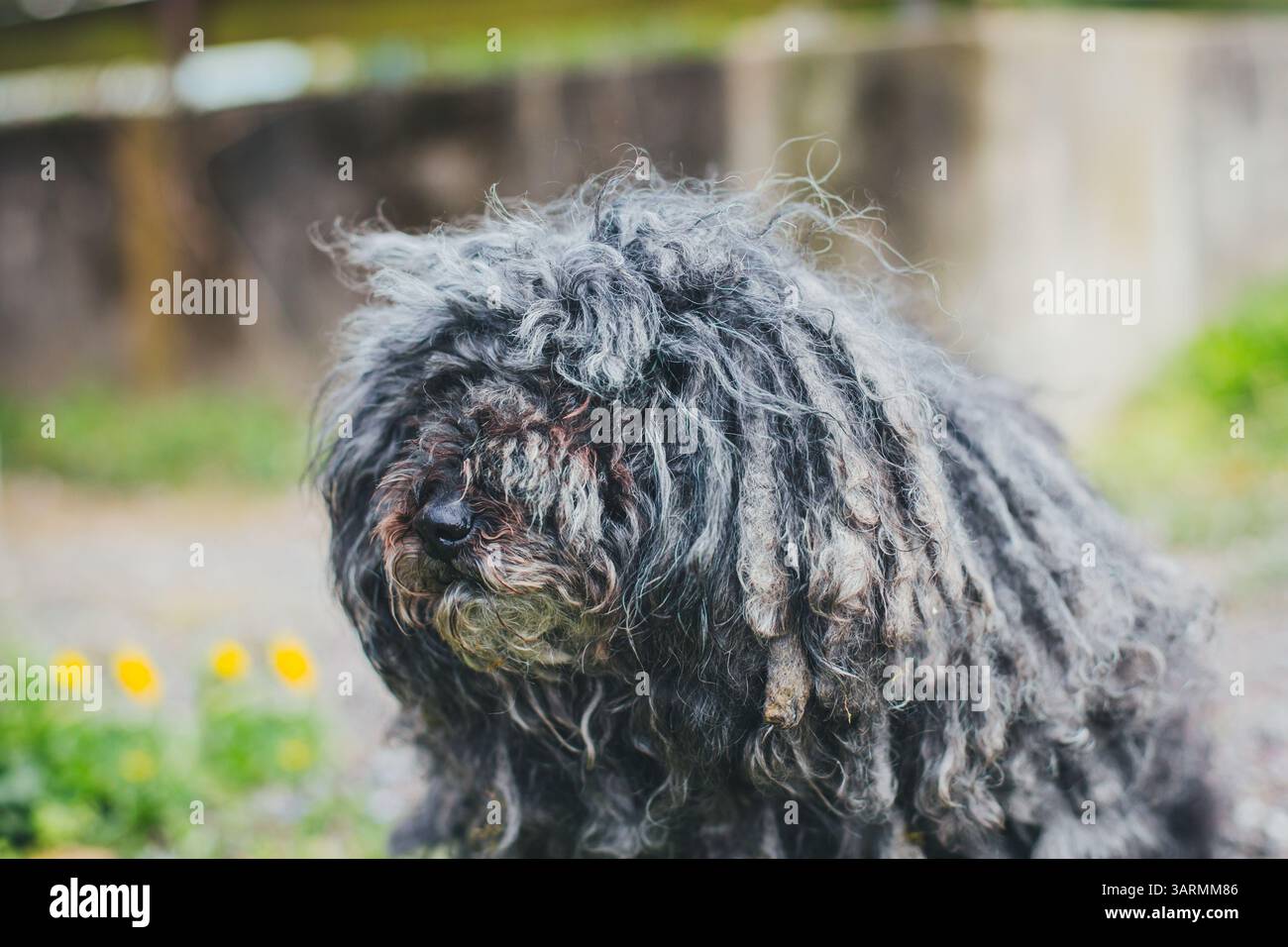 Hungarian shepherd dog hi-res stock photography and images - Alamy