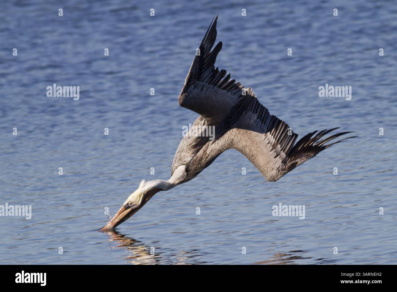 Nov. 10, 2012 - California, United States - Brown Pelican in breeding ...