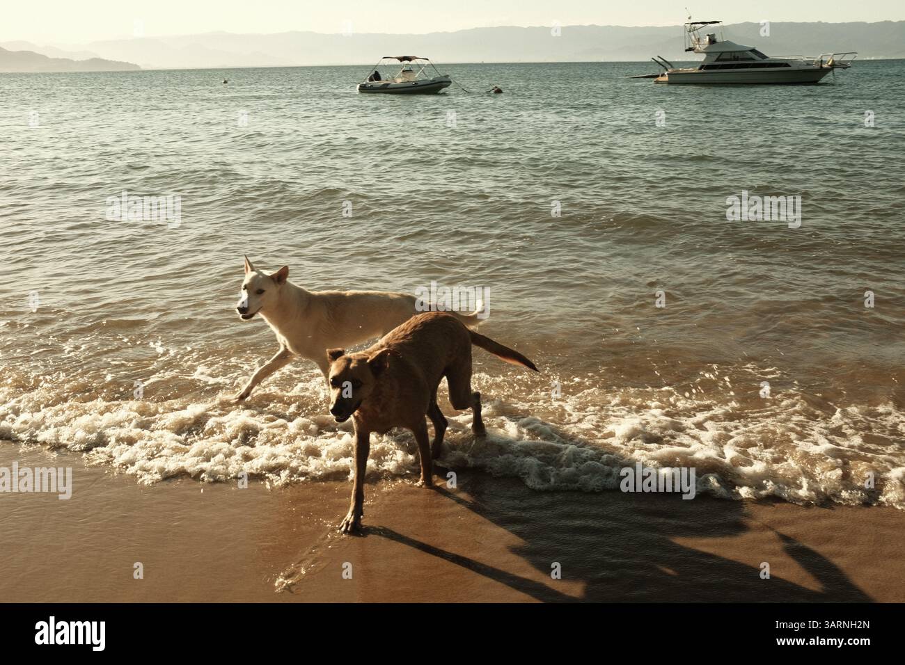 Dogs enjoying the beach in Ilhabela Stock Photo - Alamy
