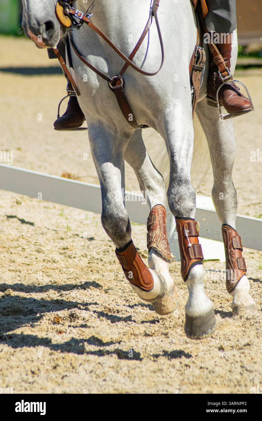 detail of horse legs with protective wraps elegant white horse legs ...