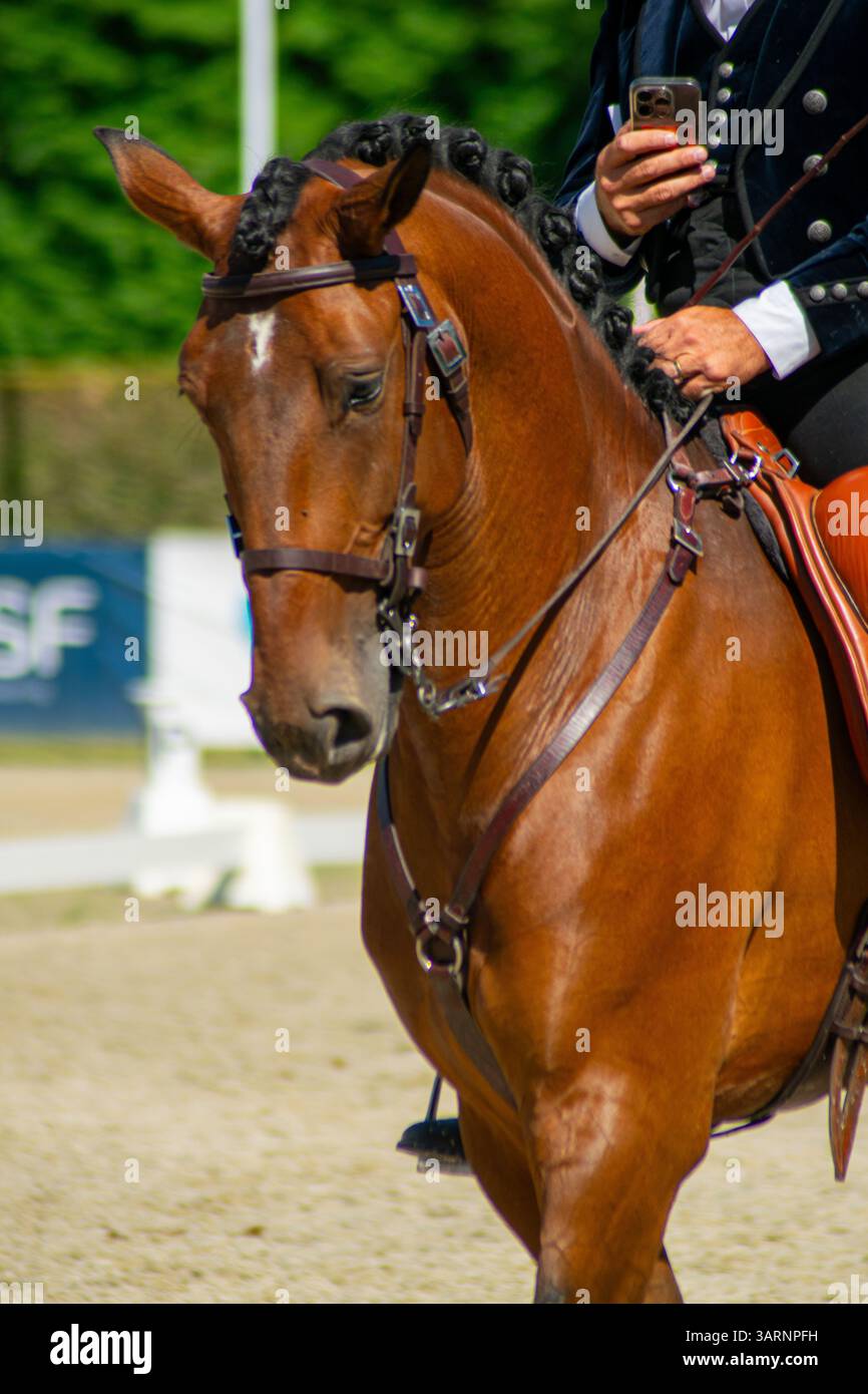 equestrian sport, rider and horse close-up brown horse with rider in ...