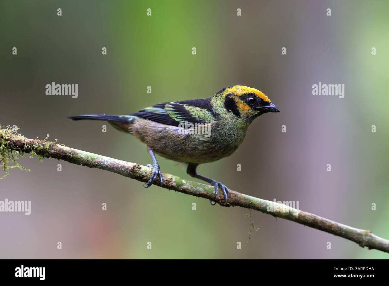 The flame-faced tanager is a species of bird in the tanager family ...