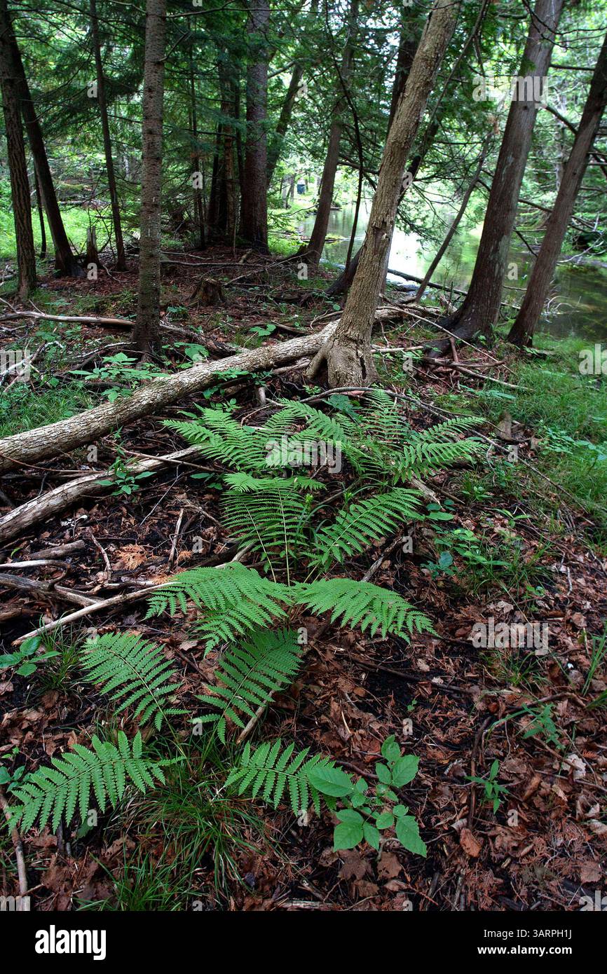 July 9, 2013 - Petoskey, Florida, U.S. - SCOTT KEELER | Times. Ferns ...
