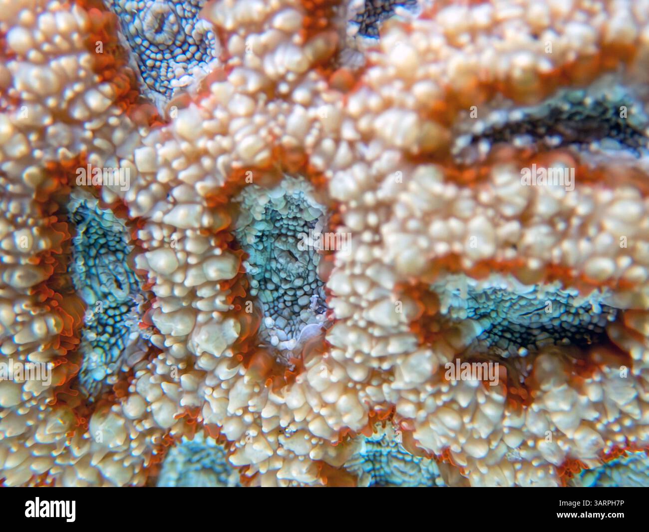 Favia is a genus of reef-building stony corals in the family Mussidae ...