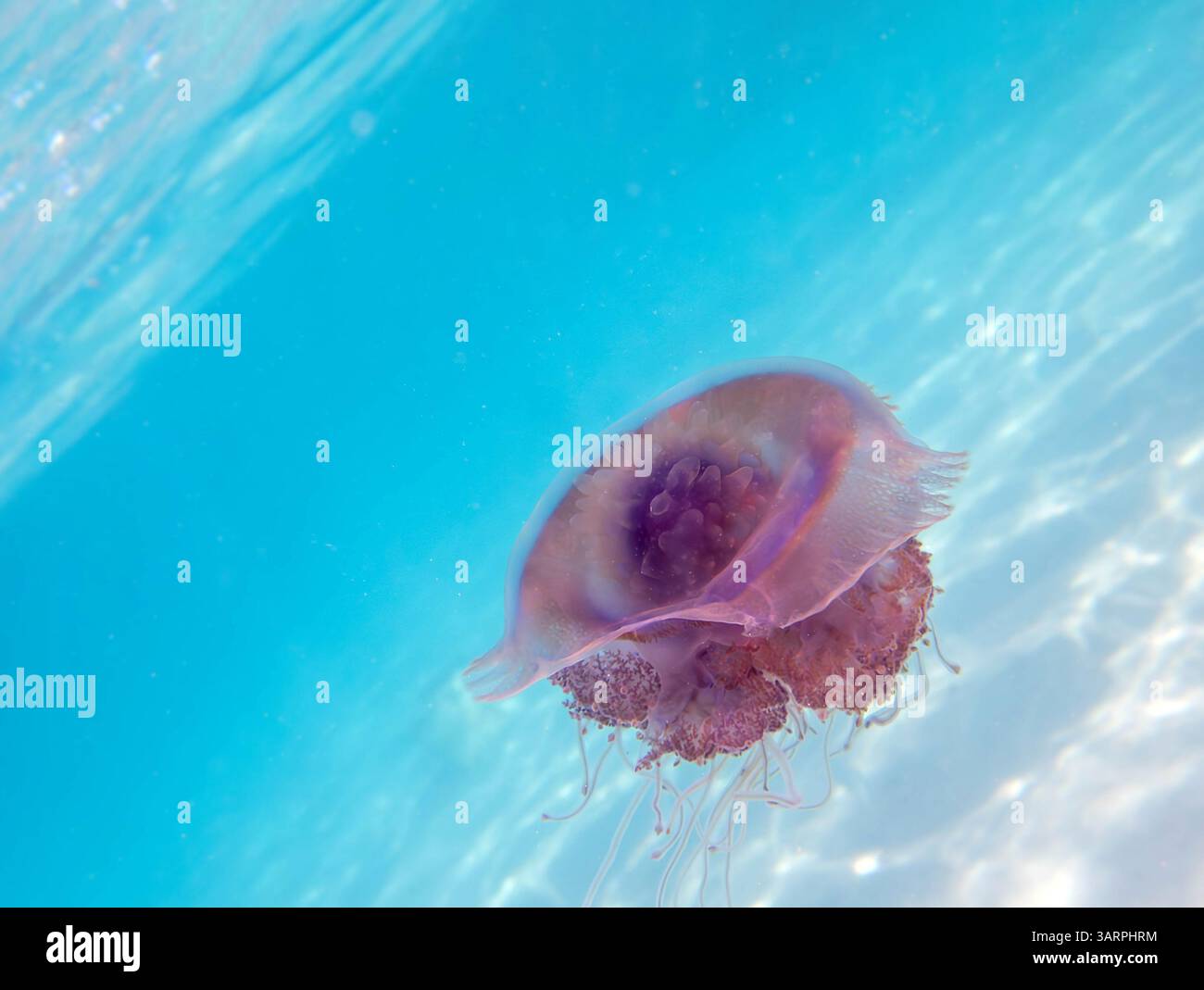 Cephea cephea, also known as the crown jellyfish, or cauliflower ...