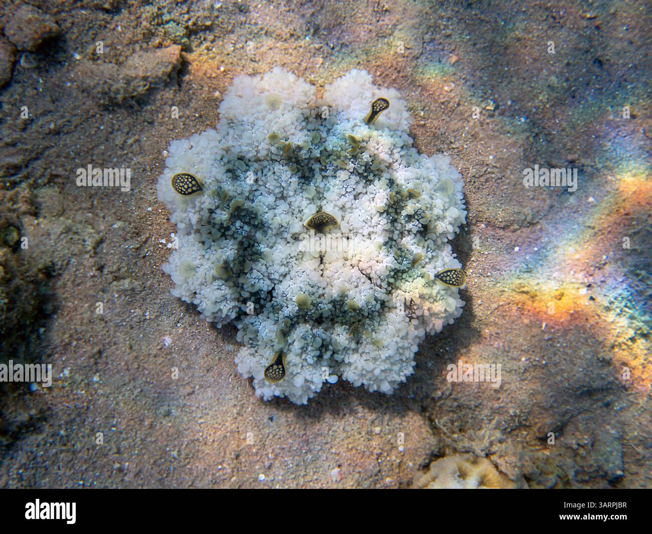 Upside-down jellyfish (cassiopea andromeda) in the Red Sea Stock Photo ...