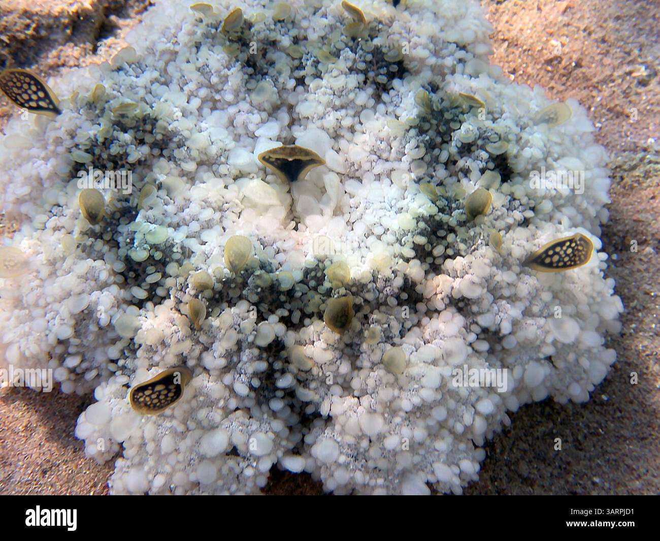 Upside-down jellyfish (cassiopea andromeda) in the Red Sea Stock Photo ...