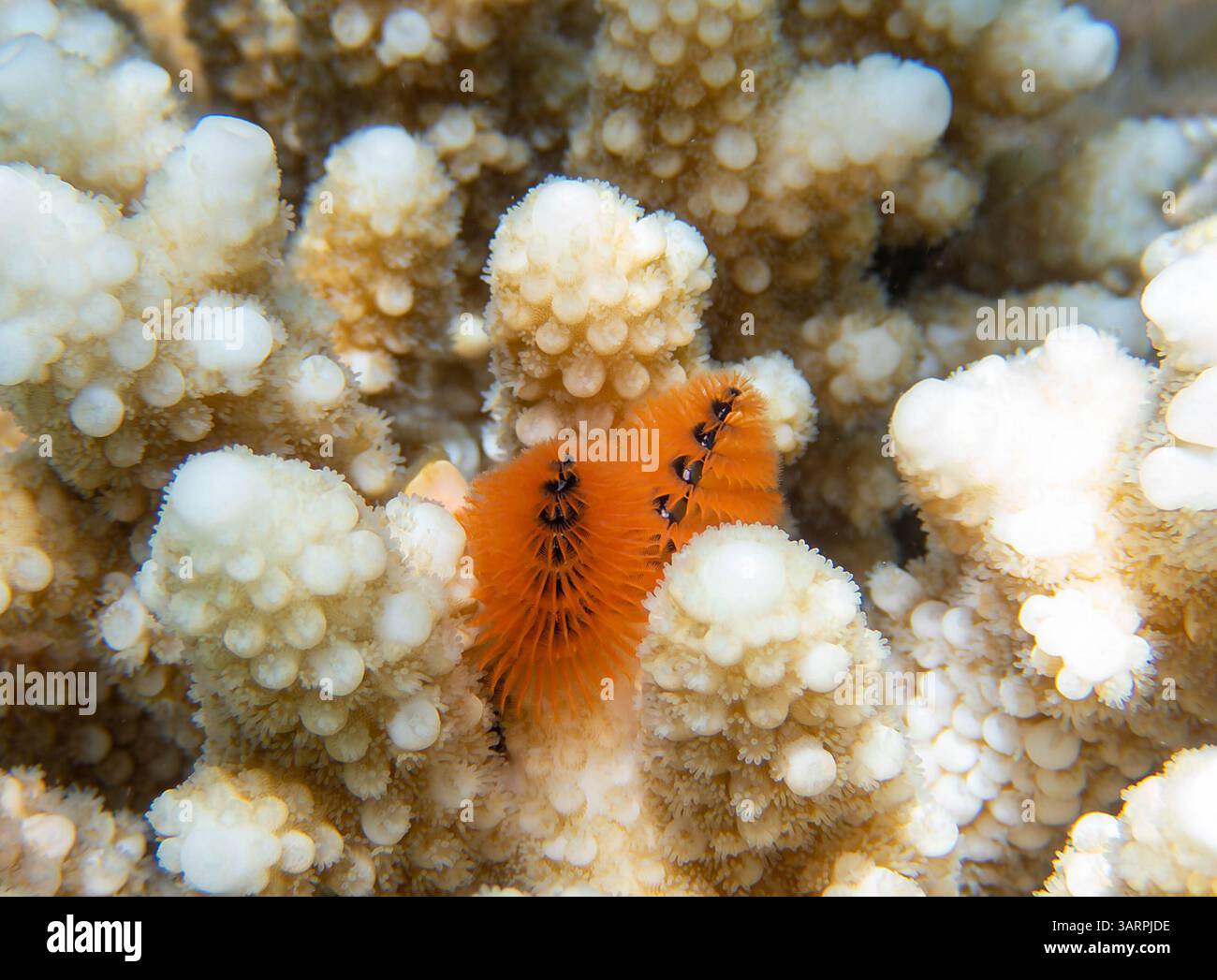 Christmas tree worm - Spirobranchus giganteus, underwater photography ...