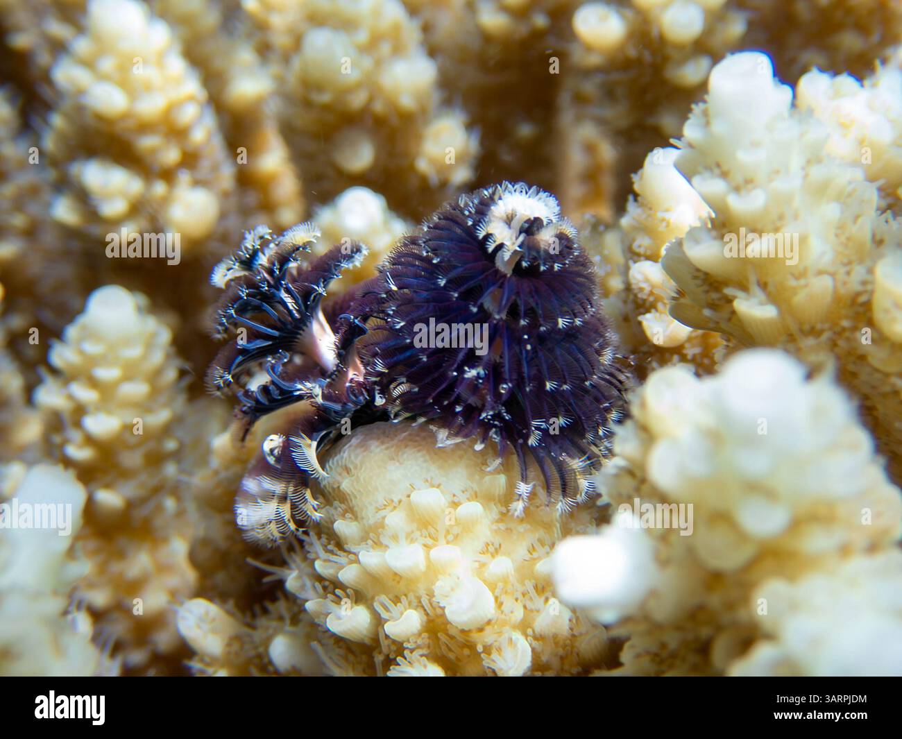 Christmas tree worm - Spirobranchus giganteus, underwater photography ...