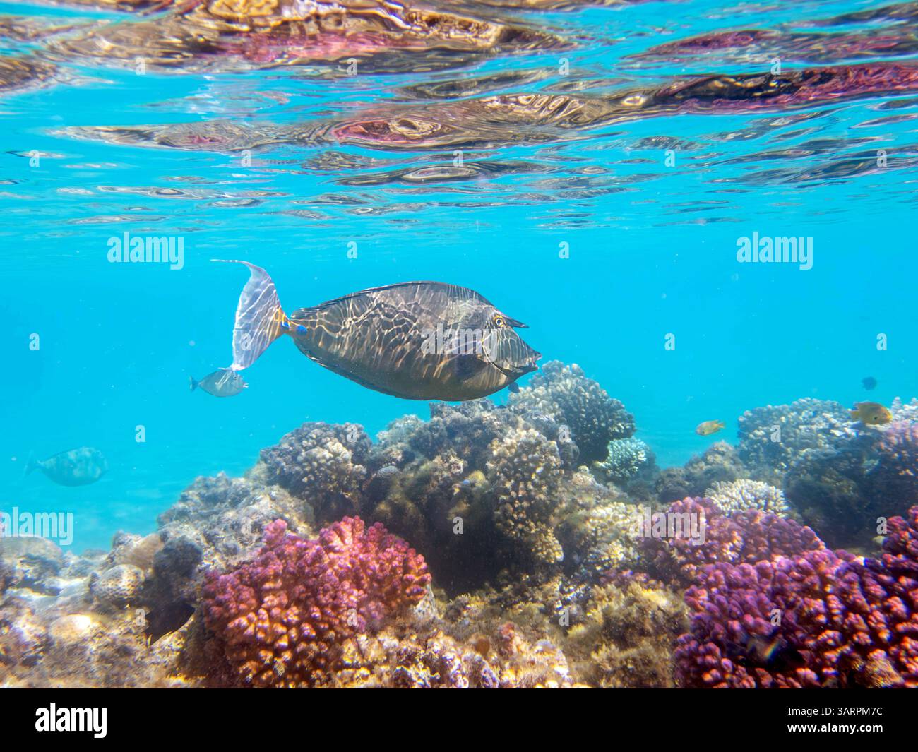 Short-nosed unicornfish fish - Naso brevirostris Stock Photo - Alamy